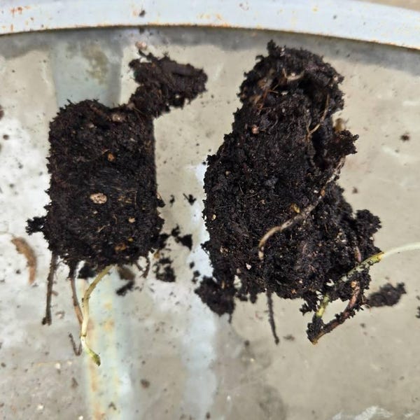 5 Mixed Coreopsis Starter Perennials. Loves Sun. Super Easy to Grow ...