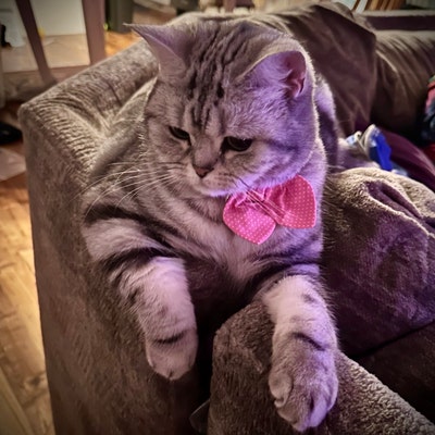 Cat Collar, Gray Polka Cat Collar, Cute Cat Collar, Kitten Collar, Cute ...