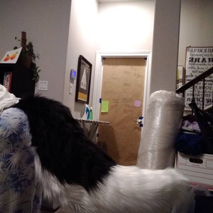 Rabbit Fursona Reference Sheet Hi Res Transparent .png Art ...