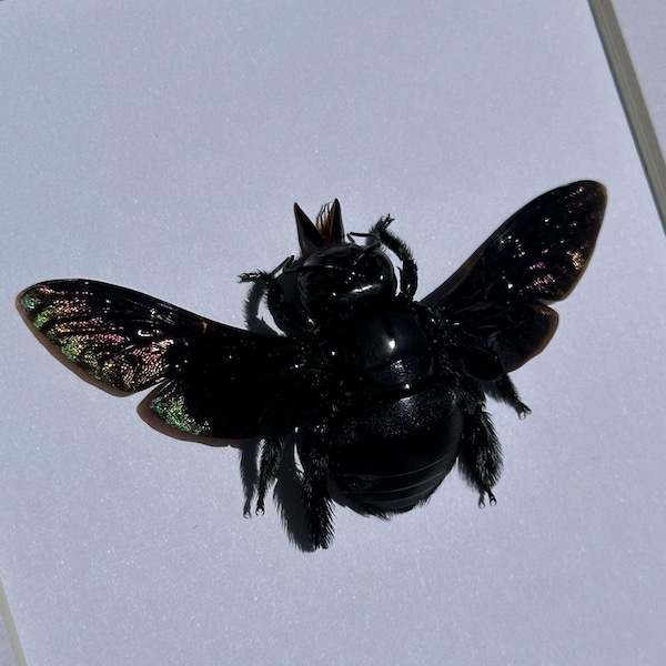 Genuine Giant Wasp (megascolia Velutina Ducalis) A1 Iridescent Purple ...