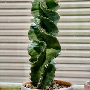 Twisted Cactus Large Rare 9 Long Tie Twisted Unique - Etsy