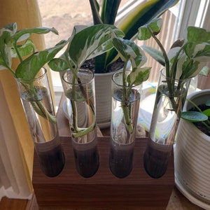 Set of 3 Propagation Jars 3.4 Ounces, With Cork Lids. - Etsy