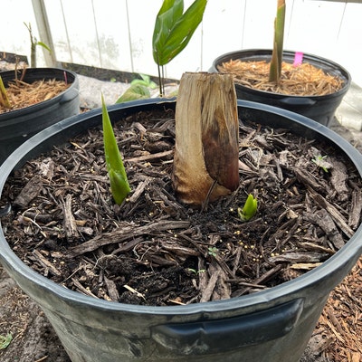 Curcuma ELATA Hidden Lily Ginger Flower Giant Plume Mature Rhizome W ...