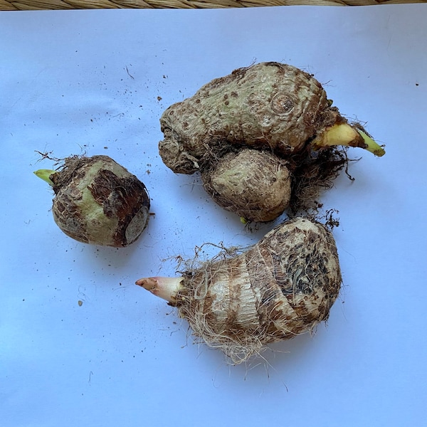 Malanga Coco Yams 1 Lb or 3 Yams ~perennial - Etsy