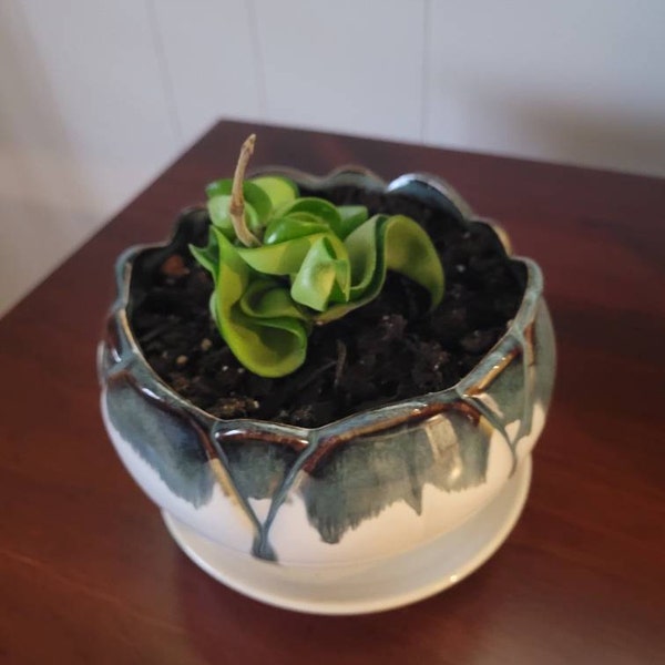 Hoya Hindu Rope, Carnosa Compacta, in a 2 Inch Pot, Live Tiny Mini ...