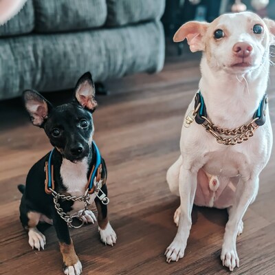 Waterproof Two Tone Dog Leash - Etsy Canada