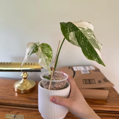 Albo Monstera Deliciosa Variegated white Tiger Kunzo Lineage USA Seller ...