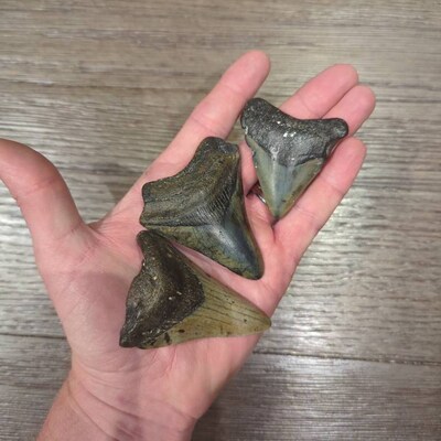Megalodon Tooth 5.0 Inches. Real Fossil Megalodon Shark Tooth ...