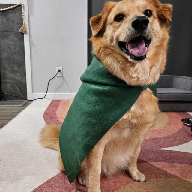 Attack On Titan Dog Costume