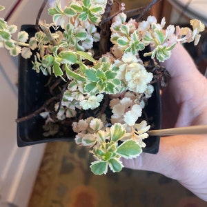 Cape Blanco Sedum Stonecrop mini Rosettes - Etsy