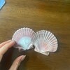 Large Mexican Flat Scallop Shells 34 Seashell Scallop Shells Crafts ...