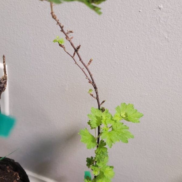 5 Surecrop June Bearing Live Strawberry Roots. Zones 5-8. - Etsy