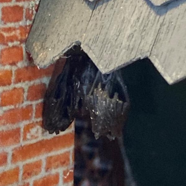 Miniature Bats - 1:24 Scale Bats for Dollhouse Diorama Small Animal Art ...