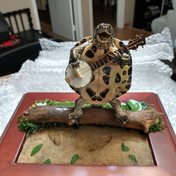 Full Body Turtle Taxidermy- French Horn-playing Tortoise Mariachi Toad ...