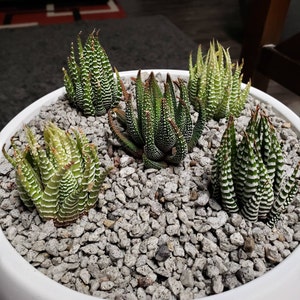 Live Succulent Arrangement in Two-tone Ceramic Bowl Succulent | Etsy