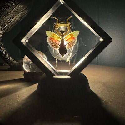 Penthicodes Farinosa Peleng, Real Lanternfly, Fulgoridae , Floating ...