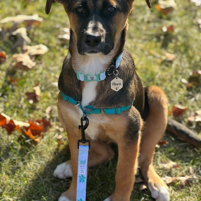 Shrimp Pet Tag, Food Dog Tag, Dachshund Accessories, Fish Cat Tag ...