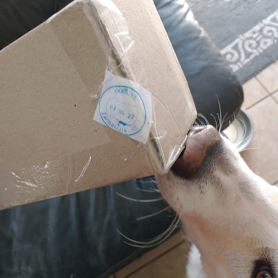 Bikejoring Canicross Tow Line Bungee Shock Absorber for Dog - Etsy