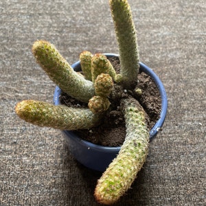 Bobbie Cactus Myrtillocactus Geometrizans - Etsy
