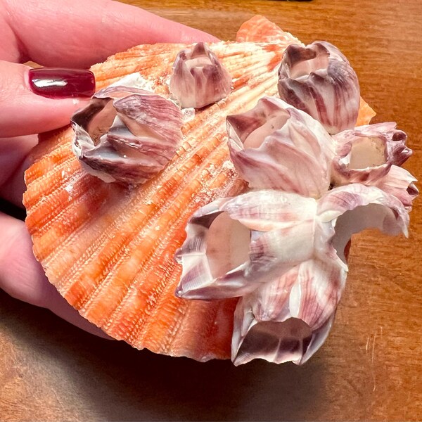 Beach Decor Seashell Stand Large and Small Display Stands Shell ...