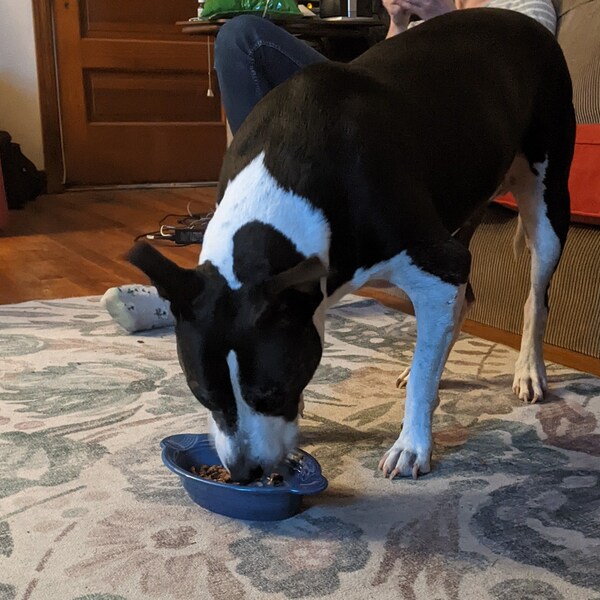 Modified Hoxsey With or Without Boneset - Etsy