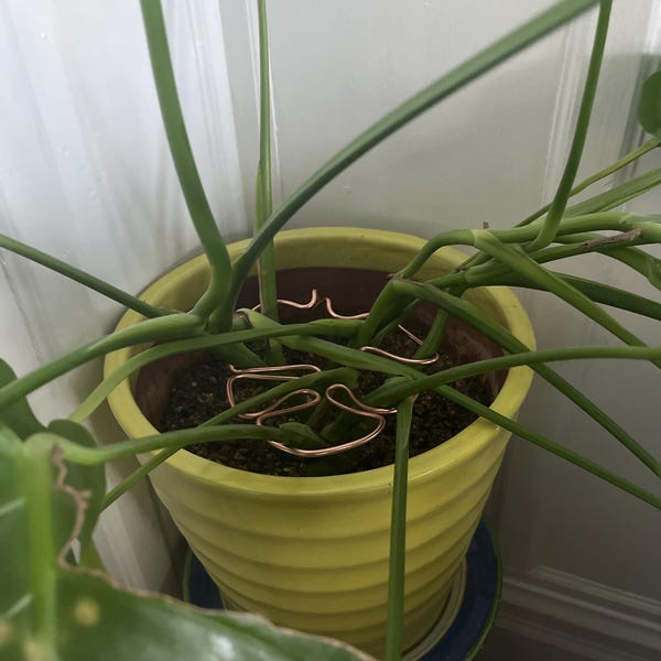 Monstera Shaped Plant Support - Gold Coloured - Etsy