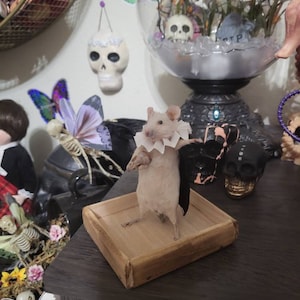 Taxidermy Rat Rasta Taxidermy Anthropomorphic Rat Curiosity - Etsy