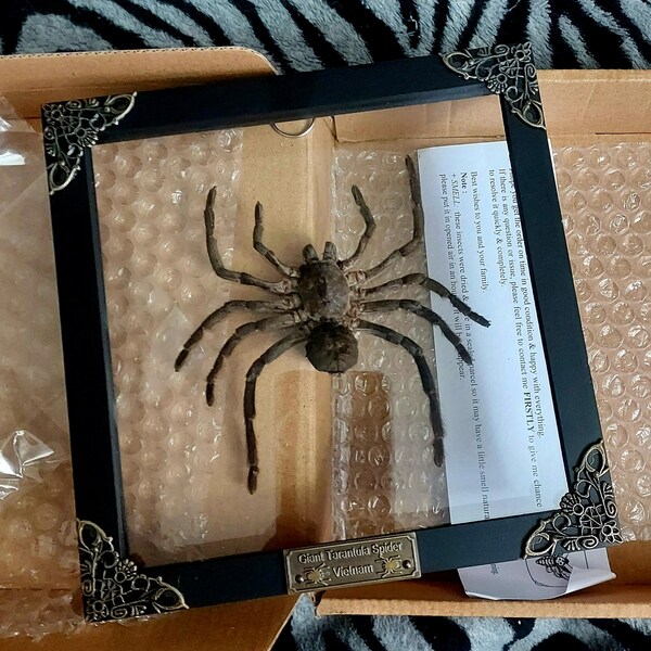 Real Framed Spider Tarantula Bird Eating Insect Shadow Box Taxidermy ...