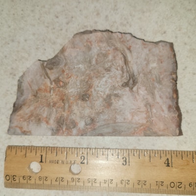 Indonesia Caddis Fly Larvae Agate Petrified Palm Root Rough Slice ...