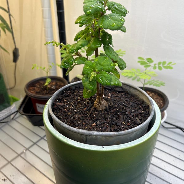 Bonsai Mint plectranthus Ernstii Caudex - Etsy