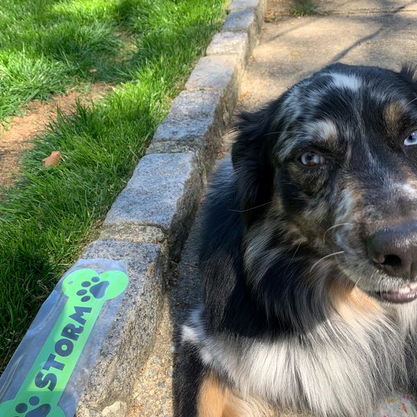 Protected by High Speed Wireless Device Home Security Gun Warning ...