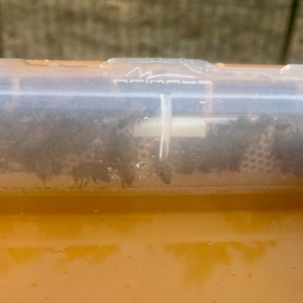 Floating Bee Island, Bee Waterer, Bee Water Station, Colorful Bee ...