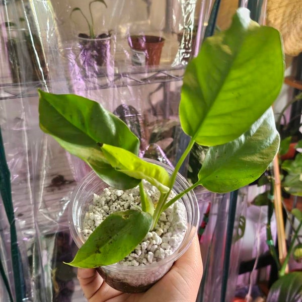 Epipremnum Skeleton Key Starter Plant (ALL STARTER PLANTS Require You ...