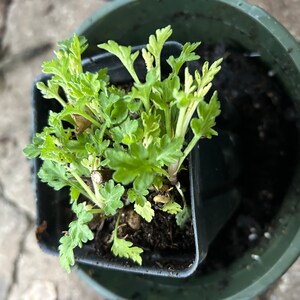 Beautiful Soft Pink Rose, Live Potted Plant With Healthy Own Roots F7 ...