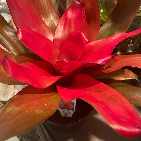 Bromeliad Neoregelia Maria (P.) - Live Plant - Etsy