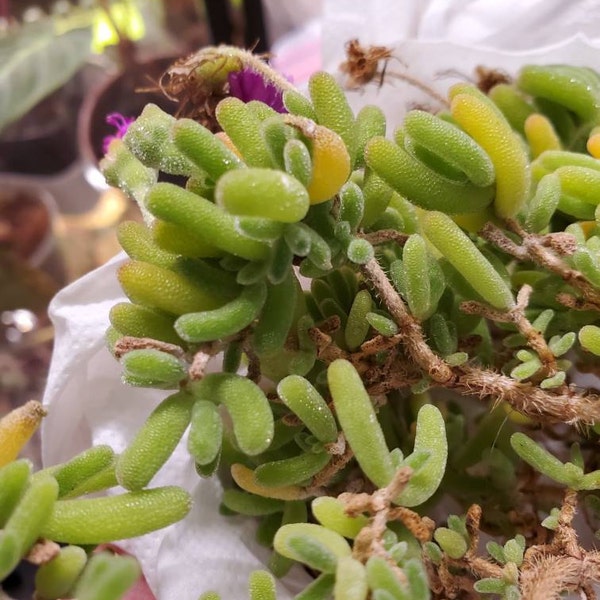 Beautiful Succulent: Dicrocaulon Ramulosum (l.bolus) Ihlenf Purple ...