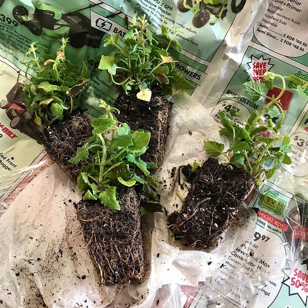 5 Mixed Coreopsis Starter Perennials. Loves Sun. Super Easy to Grow ...