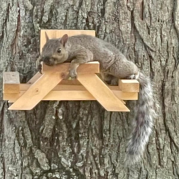 Squirrel Picnic Table, Squirrel Feeder, Picnic Table for Squirrel, Fence Picnic Table for ...