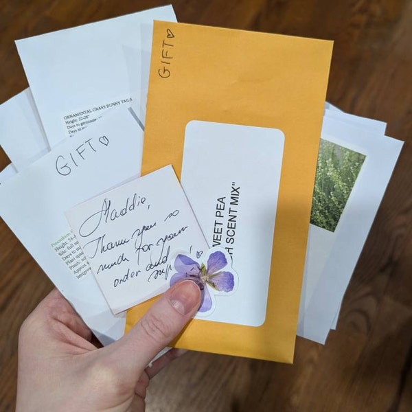 Queen Anne's Lace 'green Mist ' 50/pkt - Etsy