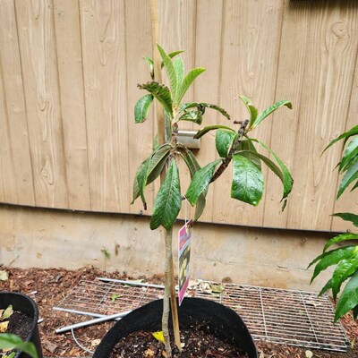 Dwarf Grafted 'little Cado' wurtz Tree True Dwarf - Etsy