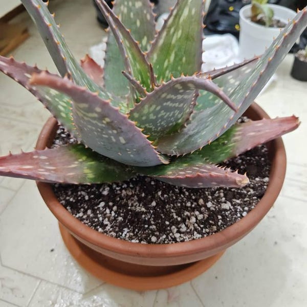 Specimen 5g Aloe Esculenta,rarely Seen Aloe of Angola. Gorgeous ...