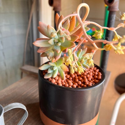 Aeonium Merlot Rare New Limited Aeonium Hybrid Succulents - Etsy