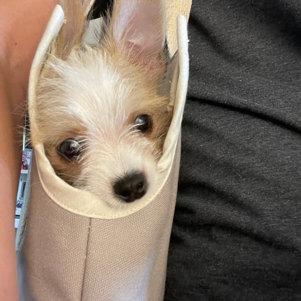 Duplex Dog Carrier, Color Block Canvas Dual Pet Carrier Bag to Carry 2 ...