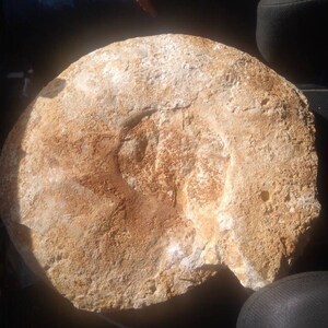 Real Authentic Fossilized Corax Shark Teeth 10 Piece Pack - Etsy