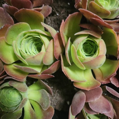 Rare Dudleya Farinosa Cluster Old Trunk Live Rooted , Get 2 Free ...