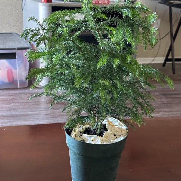 Mini Norfolk Island Pine • 6" Live Houseplant • Small Pine Tree • Live ...