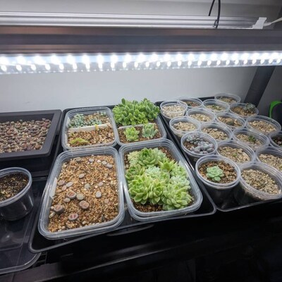 Lithops Aucampiae 'jackson's Jade' C395, 10 Seeds - Etsy