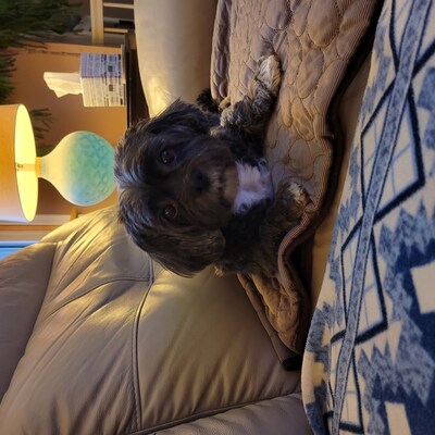 Modified Hoxsey With or Without Boneset - Etsy