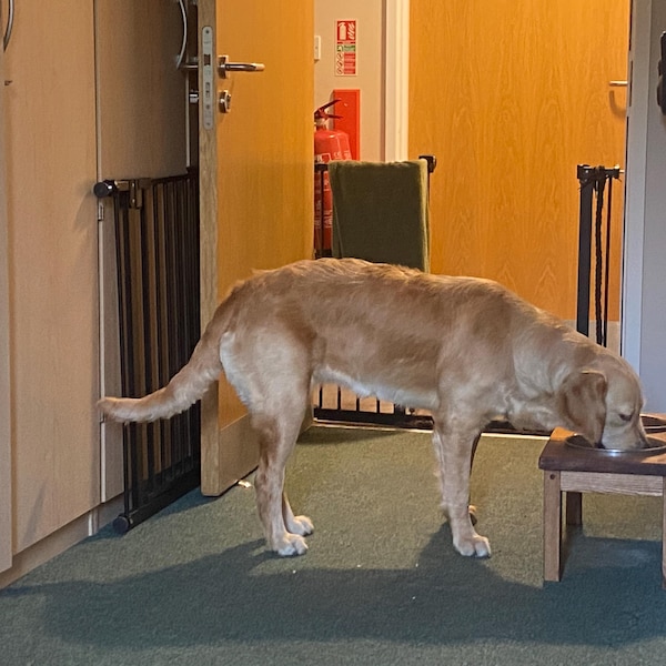 Handmade Tall Wooden Raised Pet Dog Bowl Stand Table Bespoke - Etsy UK
