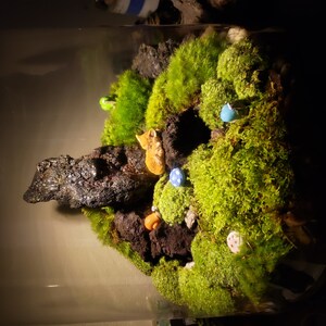 Dried Mix of Forest Findings/forest Floor Foraging Collection/ - Etsy